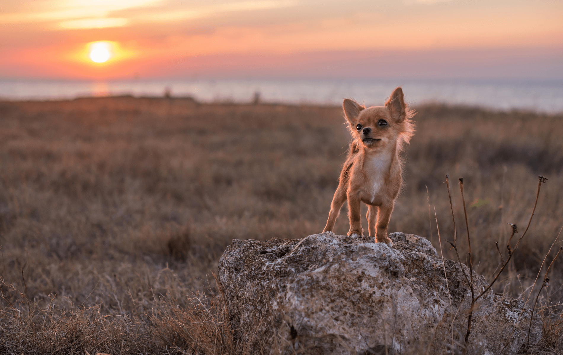 About Desert Tails Animal Clinic | Vet In Scottsdale, AZ
